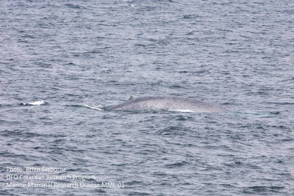 largest sea creature