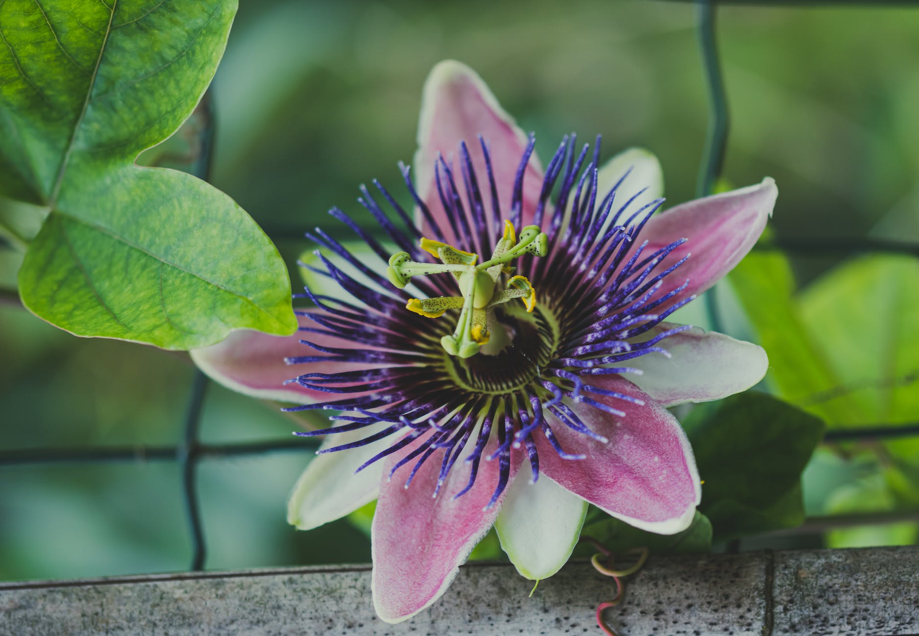 Top 6 Best Passion Flower Supplements in 2025 - Straight.com